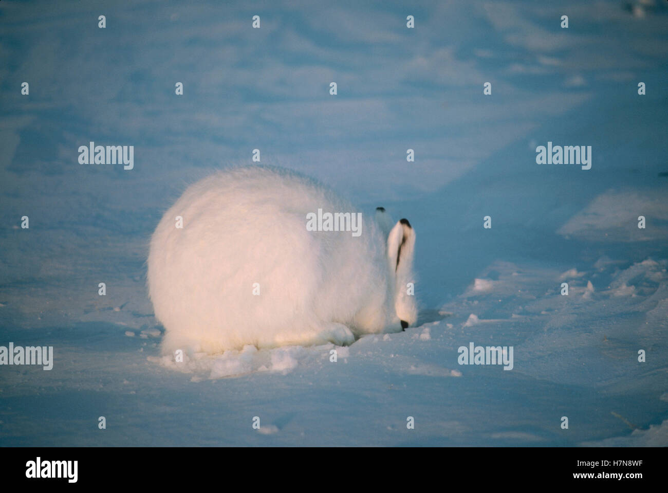 Arctic Hare (Lepus arcticus) digging under snow for food, Ellesmere ...