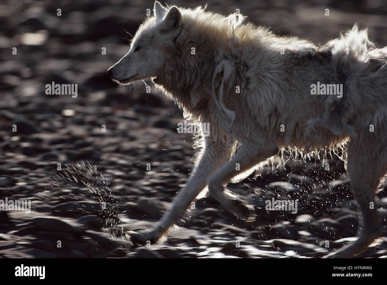 Arctic Wolf (Canis lupus) juvenile bathing after kill, Ellesmere Island ...