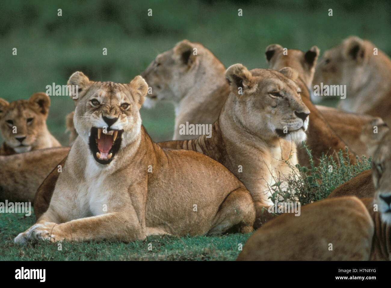 African Lion (Panthera leo) pride with one female snarling, Serengeti ...