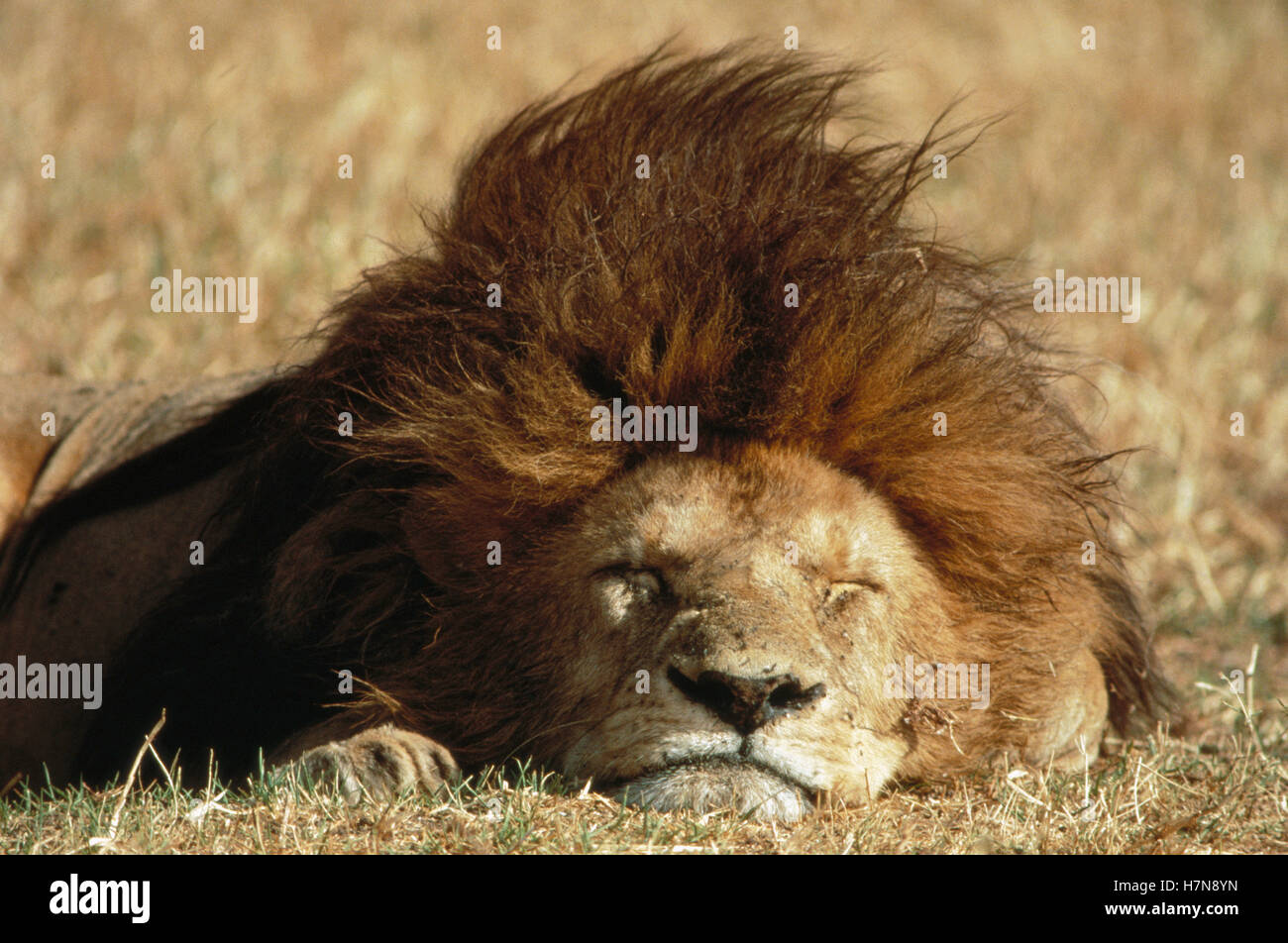 African Lion (Panthera leo) male sleeping, Serengeti National Park ...