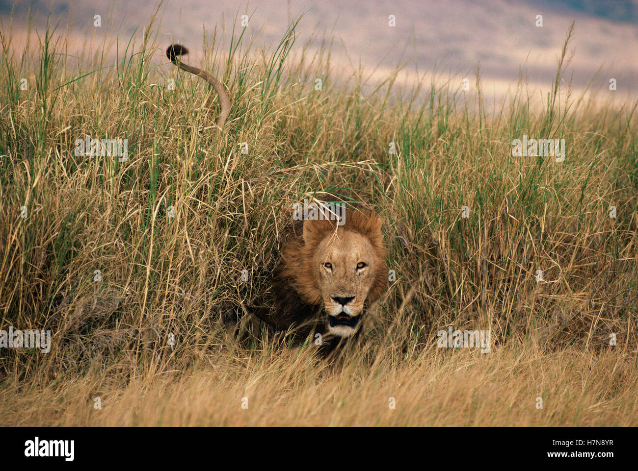 African Lion (Panthera leo) male emerging from tall grass, Serengeti ...