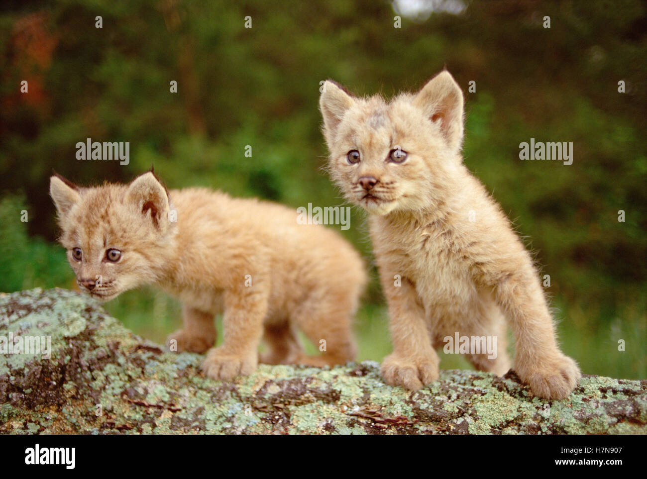 Canada Lynx (Lynx canadensis) kittens, Minnesota Stock Photo - Alamy