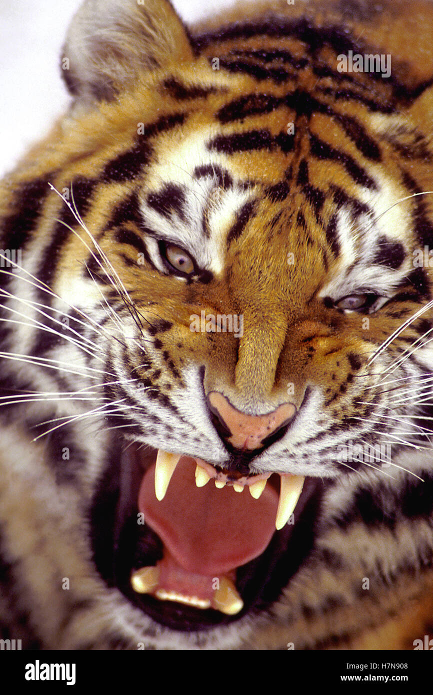 Siberian Tiger (Panthera tigris altaica) growling, Asia Stock Photo - Alamy