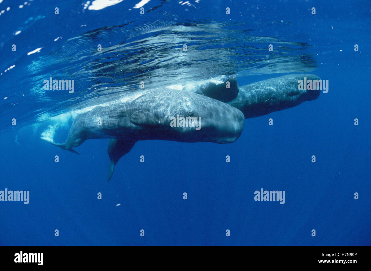 Sperm Whale (Physeter macrocephalus) social group at water surface Stock Photo - Alamy