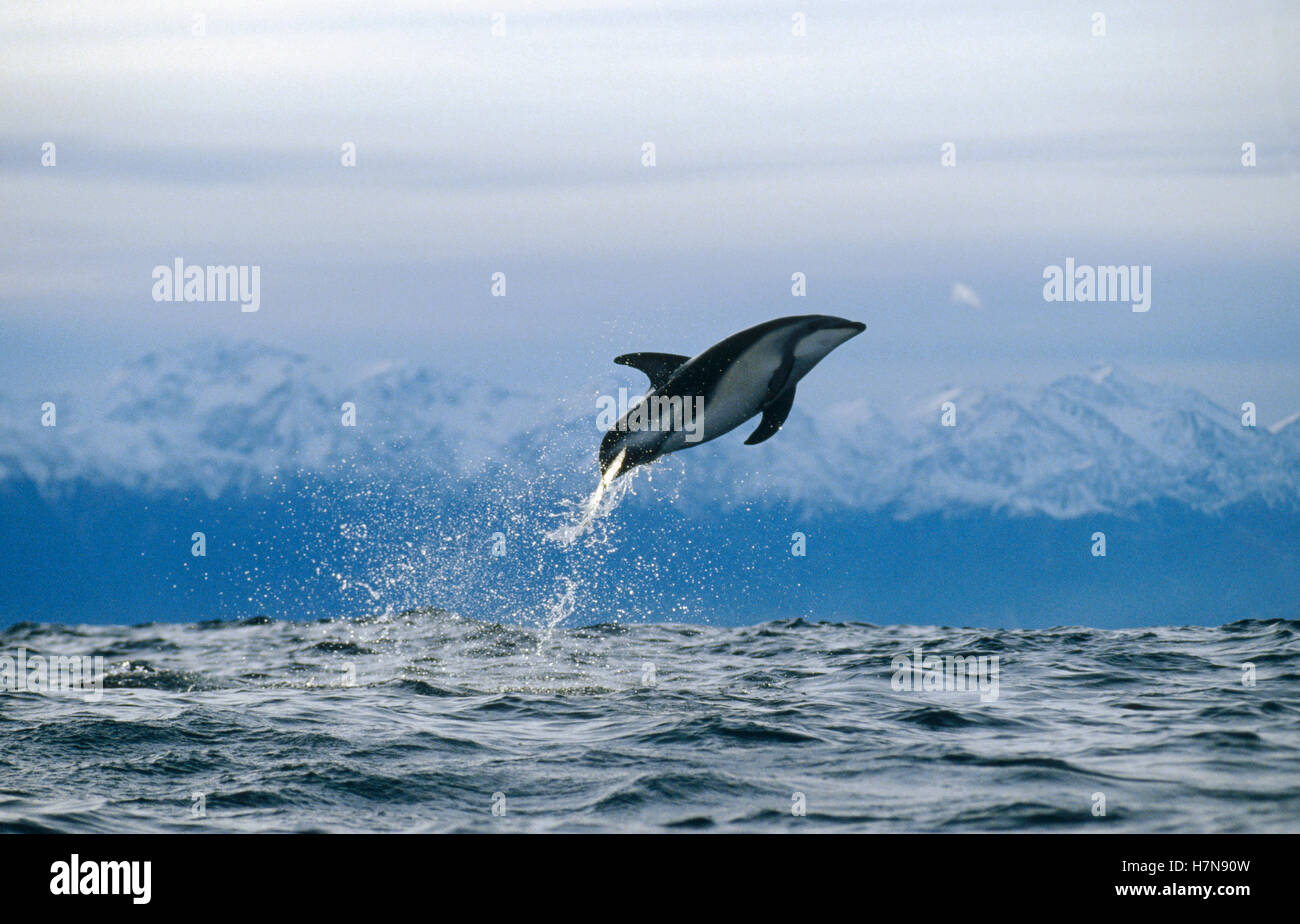 Dusky Dolphin (Lagenorhynchus obscurus) jumping, New Zealand Stock Photo - Alamy
