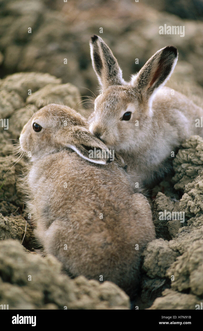 Arctic Hare (Lepus arcticus) babies camouflaged on tundra, Ellesmere ...