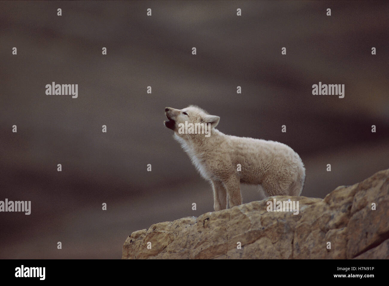 Arctic Wolf (Canis lupus) pup howling, Ellesmere Island, Nunavut ...