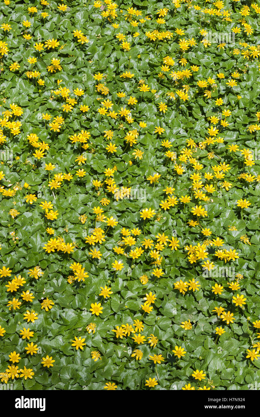 Lesser Celandine (Ficaria verna) aka Fig Buttercup is an introduced ...