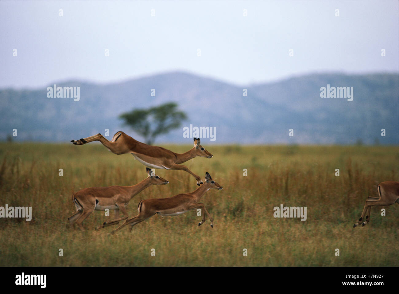 Impala (Aepyceros melampus) trio running and leaping, Serengeti Stock ...