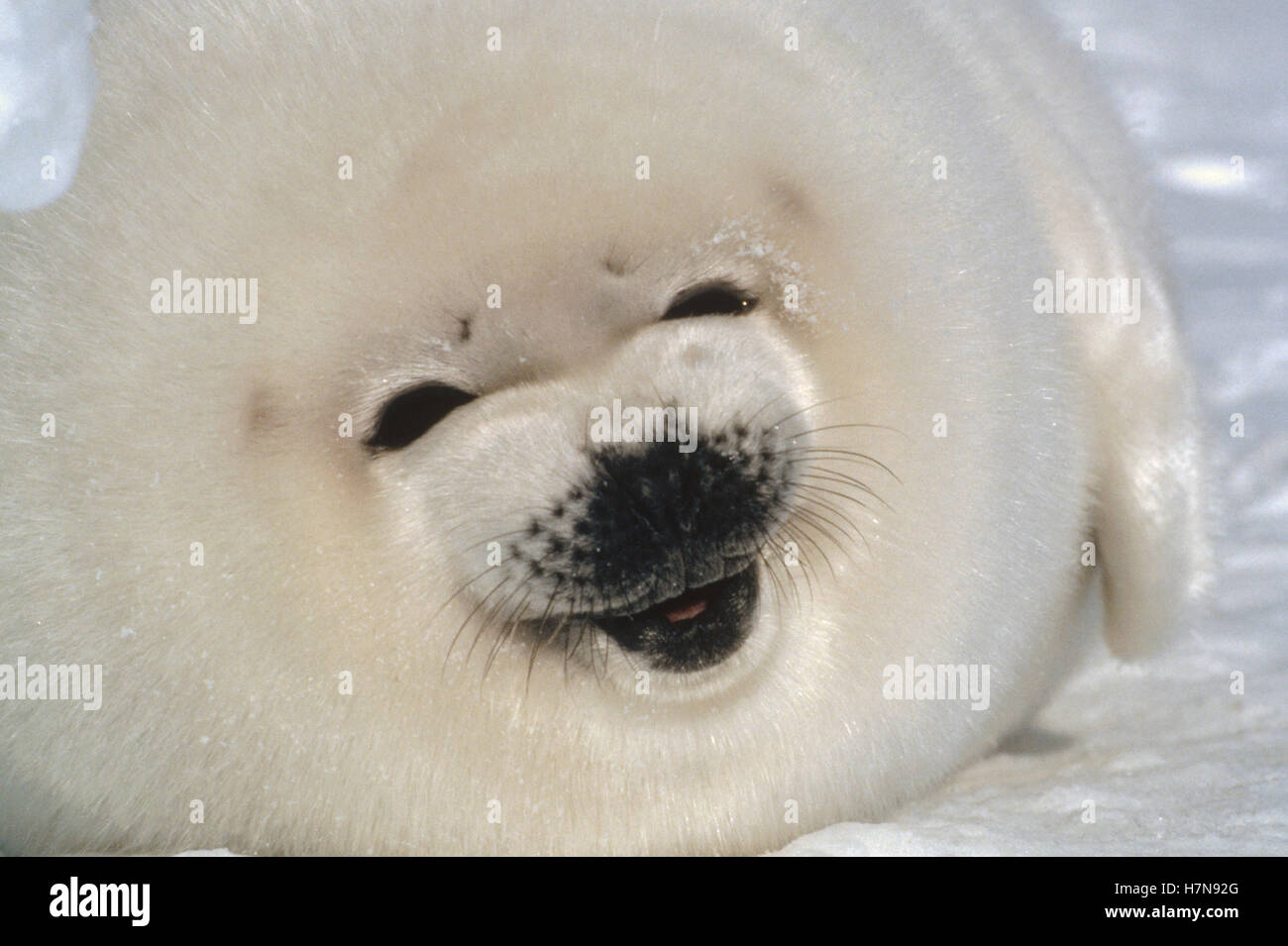 Harp Seal (Phoca groenlandicus) pup portrait, Gulf of St Lawrence, Canada Stock Photo - Alamy