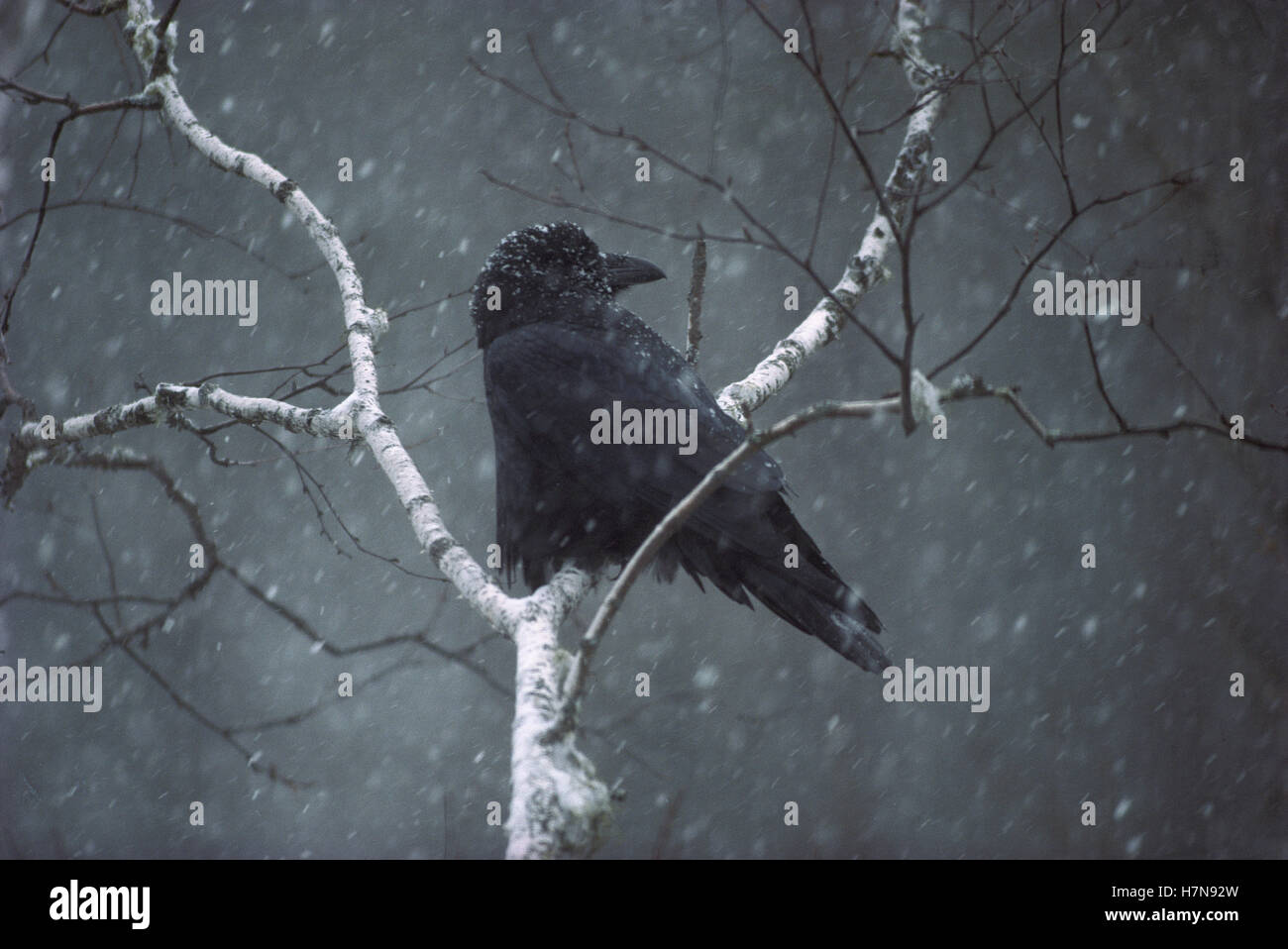 Common Raven (Corvus corax) perching in snow storm, Minnesota Stock ...