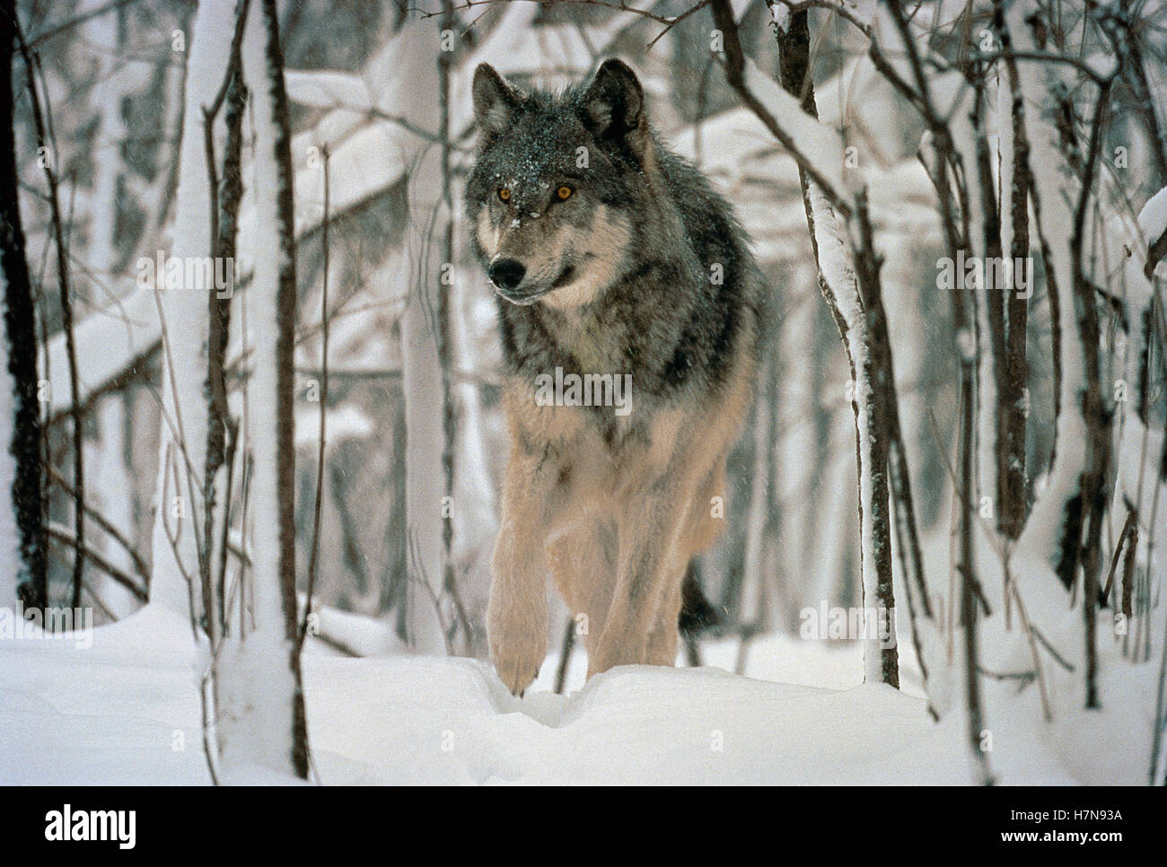 Timber Wolf (Canis lupus) emerging from snowy forest, Minnesota Stock ...