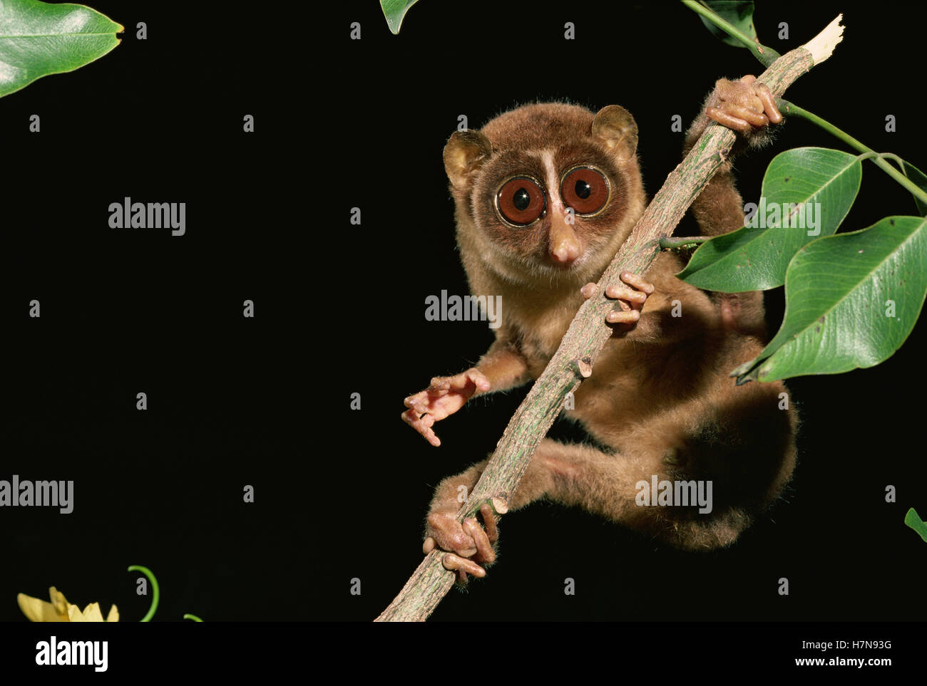 Slender Loris (Loris tardigradus) clinging to branch, Sri Lanka Stock ...