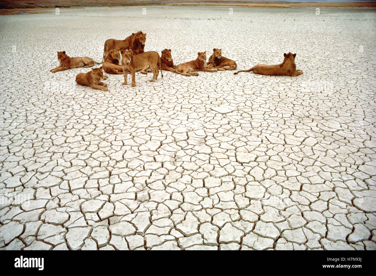 African Lion (Panthera leo) pride on cracked mud in dry season ...