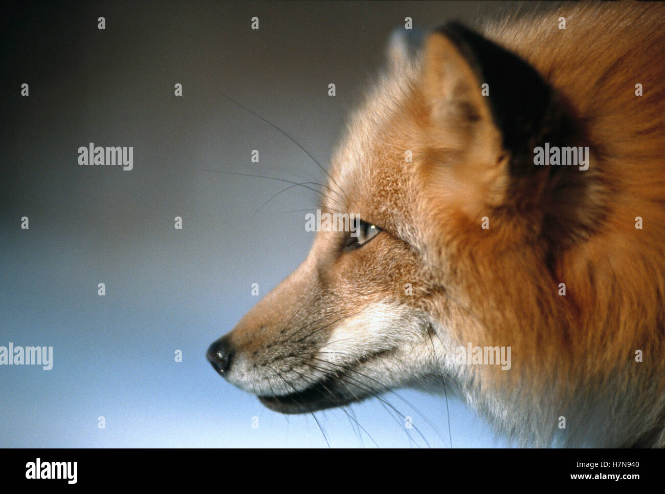 Red Fox (Vulpes vulpes) portrait, Minnesota Stock Photo - Alamy
