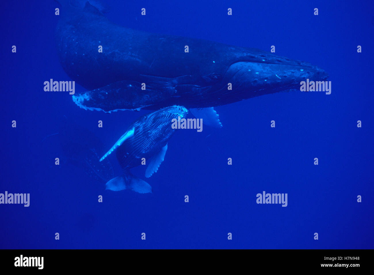 Humpback Whale (Megaptera novaeangliae) friendly mother and calf ...