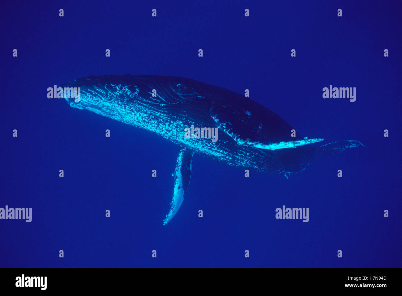 Humpback Whale (Megaptera novaeangliae) friendly singer, Maui, Hawaii ...