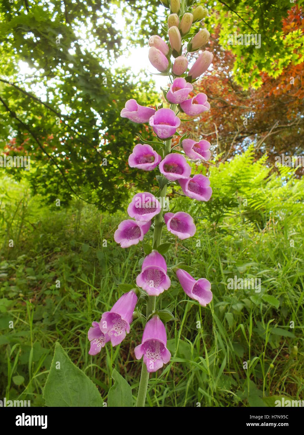 Common poison plants hi-res stock photography and images - Alamy