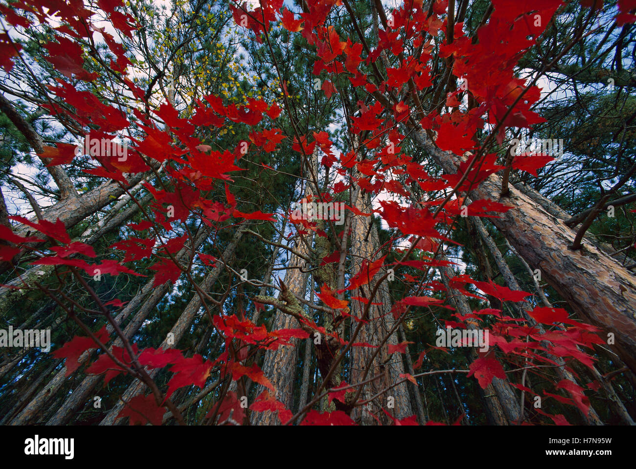 Red autumn leaves in forest, Minnesota Stock Photo - Alamy