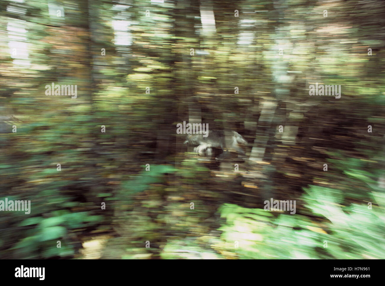 Timber Wolf (Canis lupus) running through trees, Minnesota Stock Photo ...