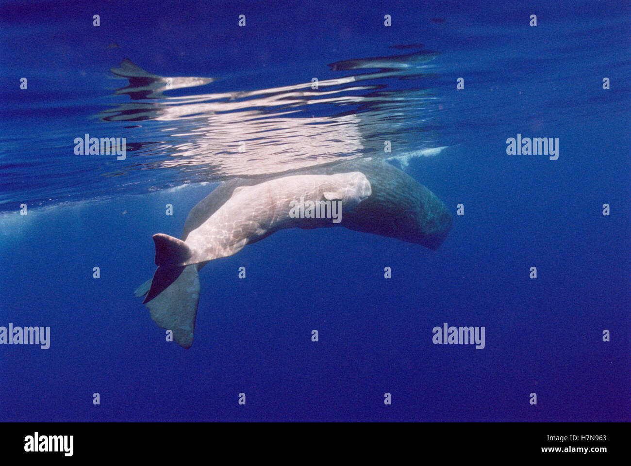 Sperm Whale (Physeter macrocephalus) mother with white calf, Portugal Stock Photo - Alamy