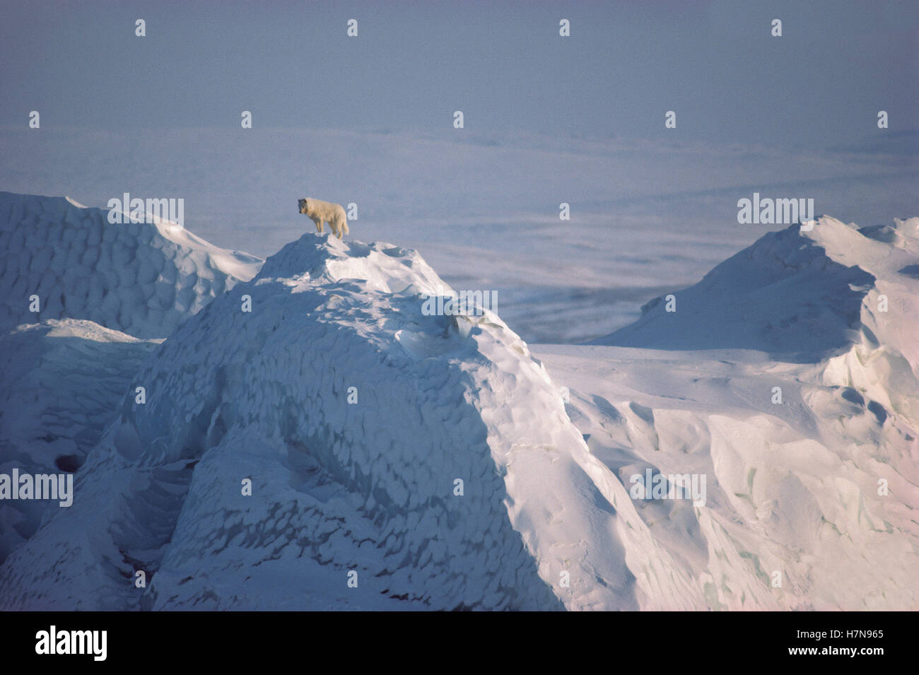 Arctic Wolf (Canis lupus) male on iceberg, Ellesmere Island, Nunavut ...