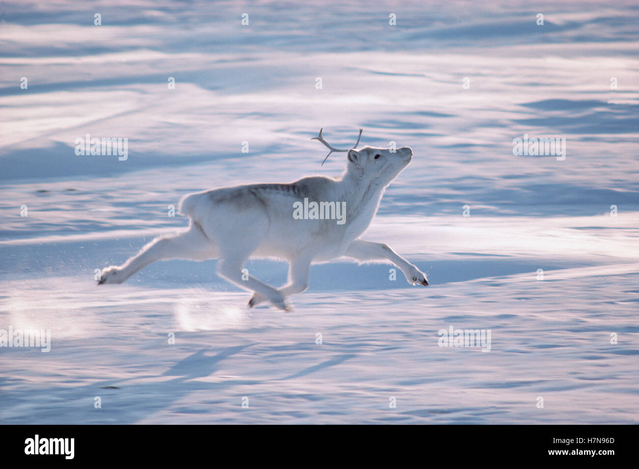 Peary Caribou (Rangifer tarandus pearyi) running, Ellesmere Island ...