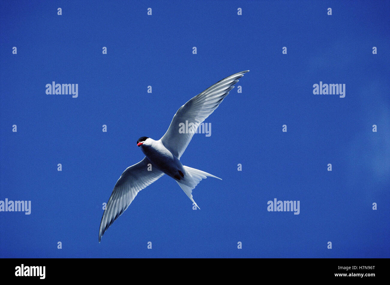 Arctic Tern (Sterna paradisaea) flying overhead, Arctic Stock Photo - Alamy