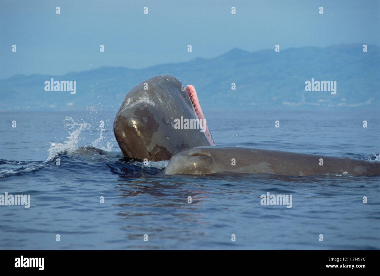 Sperm Whale (Physeter macrocephalus) group surfacing, one with open ...