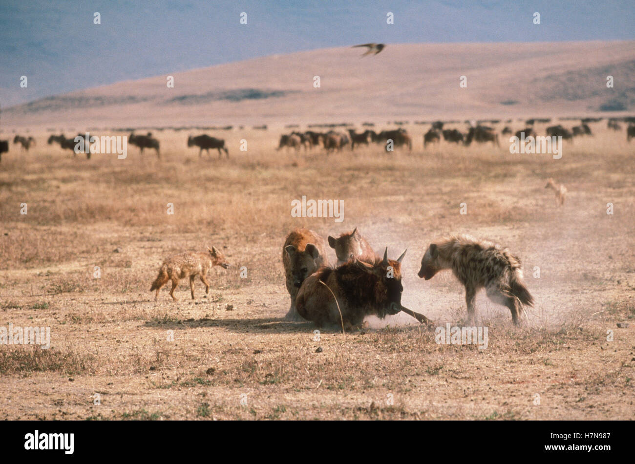Spotted Hyena (Crocuta crocuta) group attacking Blue Wildebeest ...