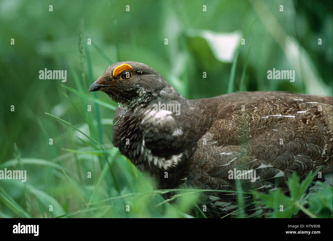 Blue Grouse (Dendragapus obscurus) male, North America Stock Photo - Alamy
