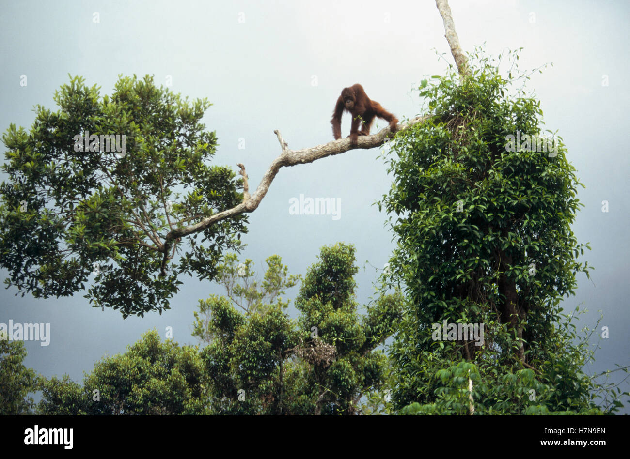 Orangutan (Pongo pygmaeus) standing in tree, Sepilok Forest Reserve ...