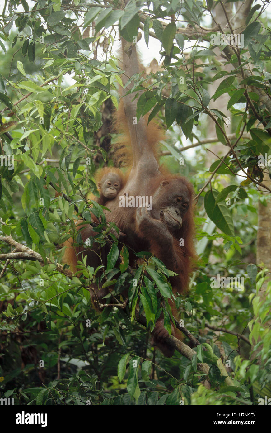 Orangutan (Pongo pygmaeus) mother and baby hanging in tree, Sepilok ...