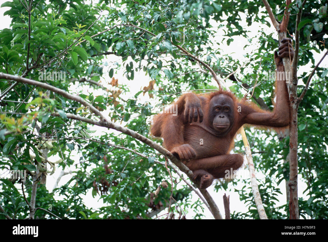 Orangutan (Pongo pygmaeus) resting in tree, Sepilok Forest Reserve ...