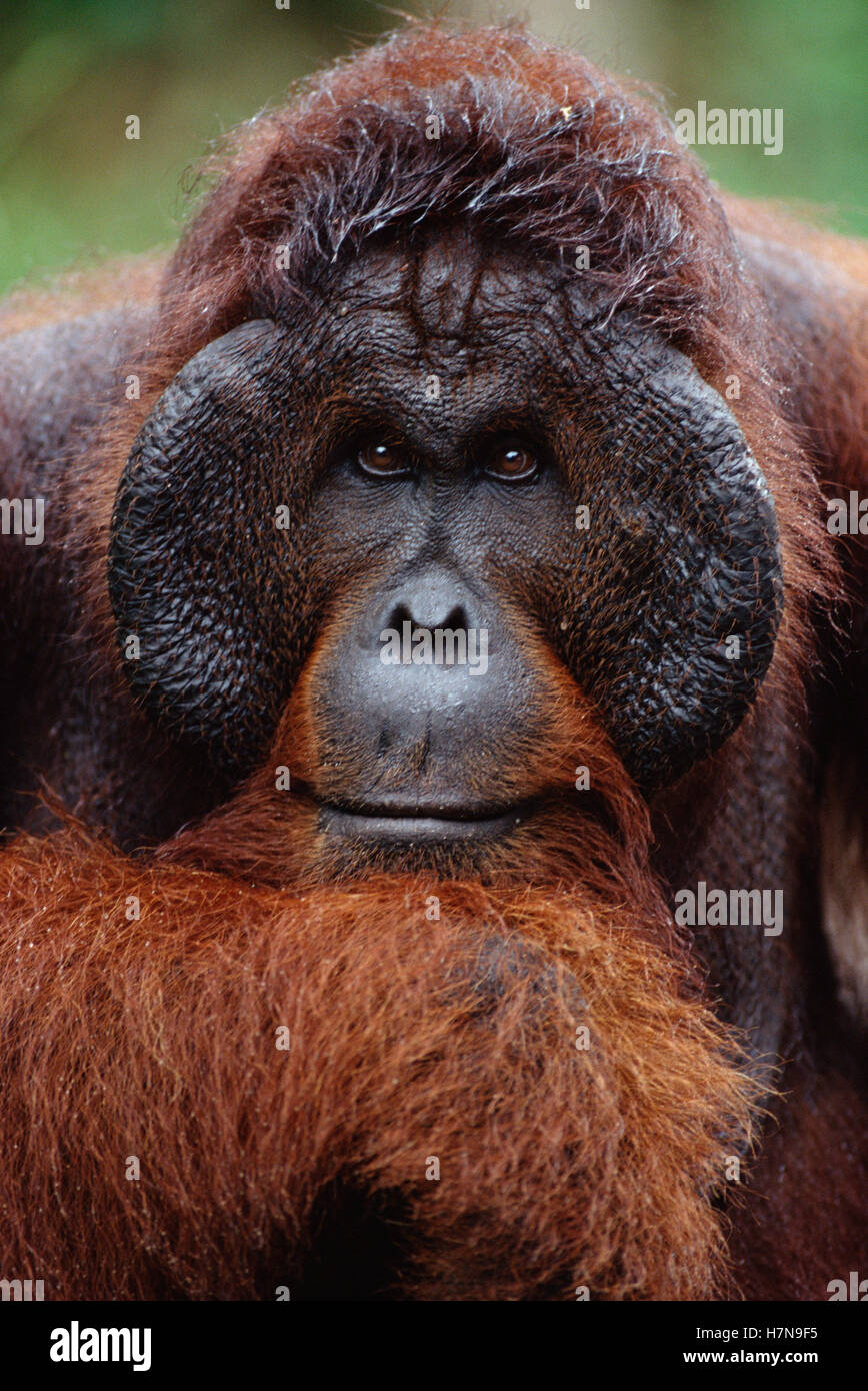 Orangutan (Pongo pygmaeus) male portrait, Sepilok Forest Reserve, Sabah ...