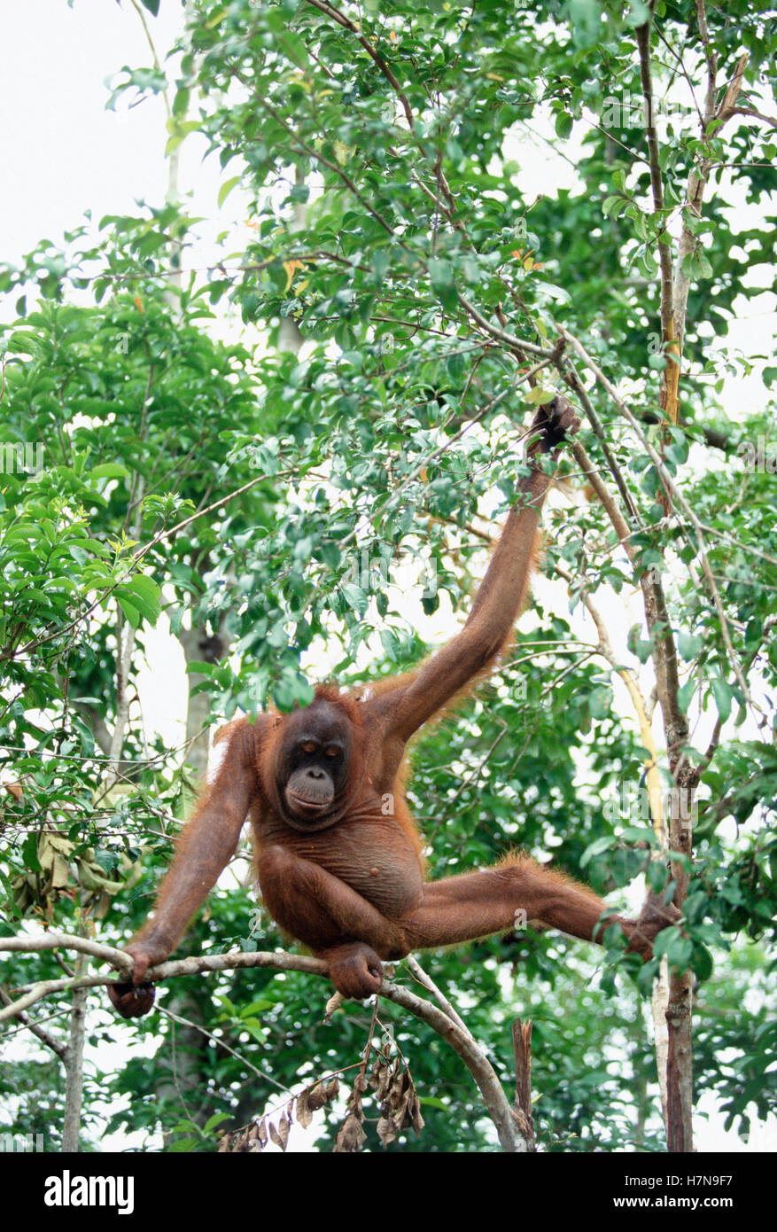 Orangutan (Pongo pygmaeus) in tree, Sepilok Forest Reserve, Sabah ...