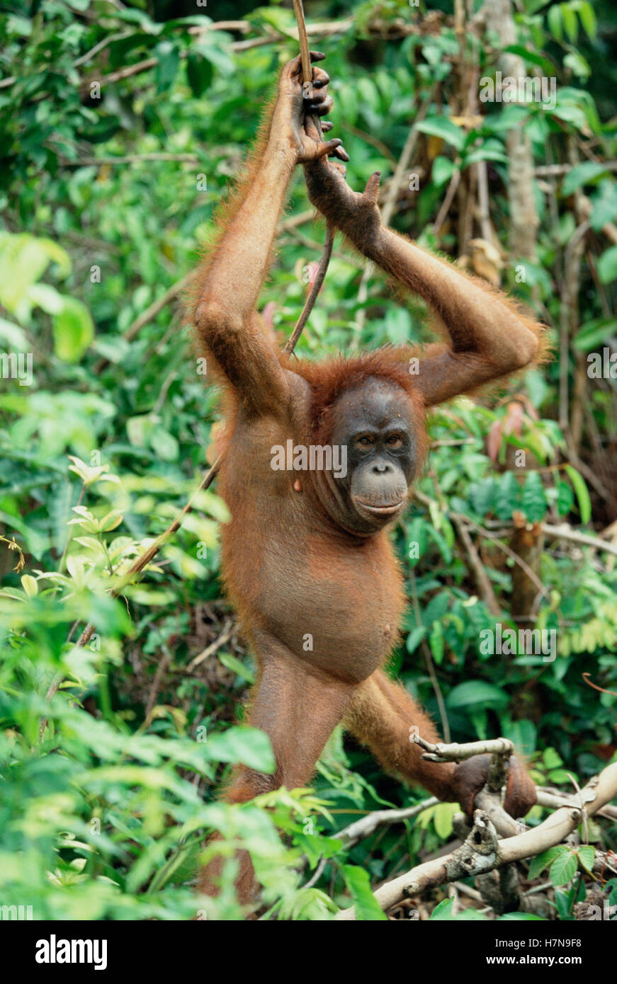 Orangutan (Pongo pygmaeus) in tree, Sepilok Forest Reserve, Sabah ...