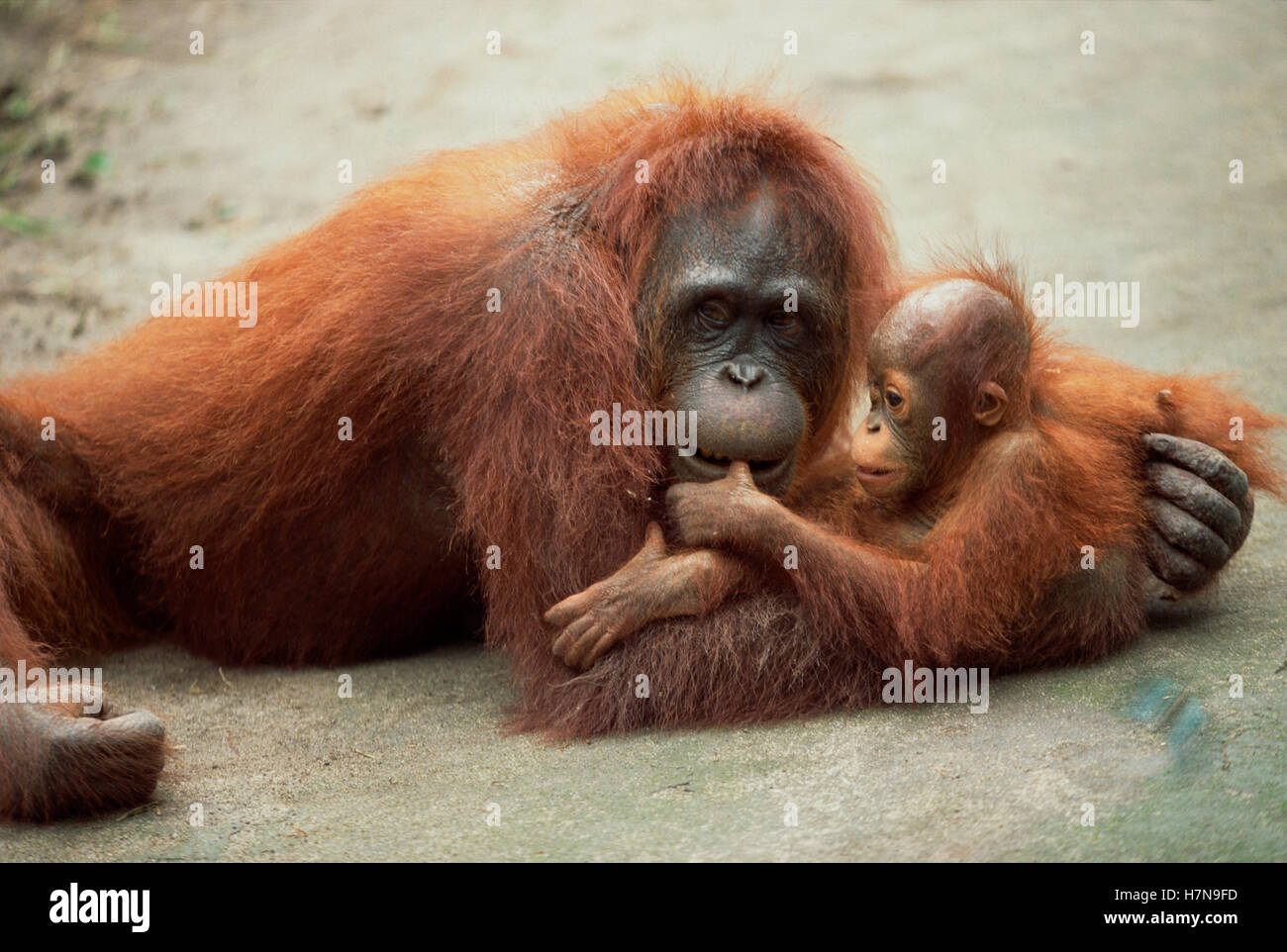Orangutan (Pongo pygmaeus) mother and young, Sepilok Forest Reserve ...