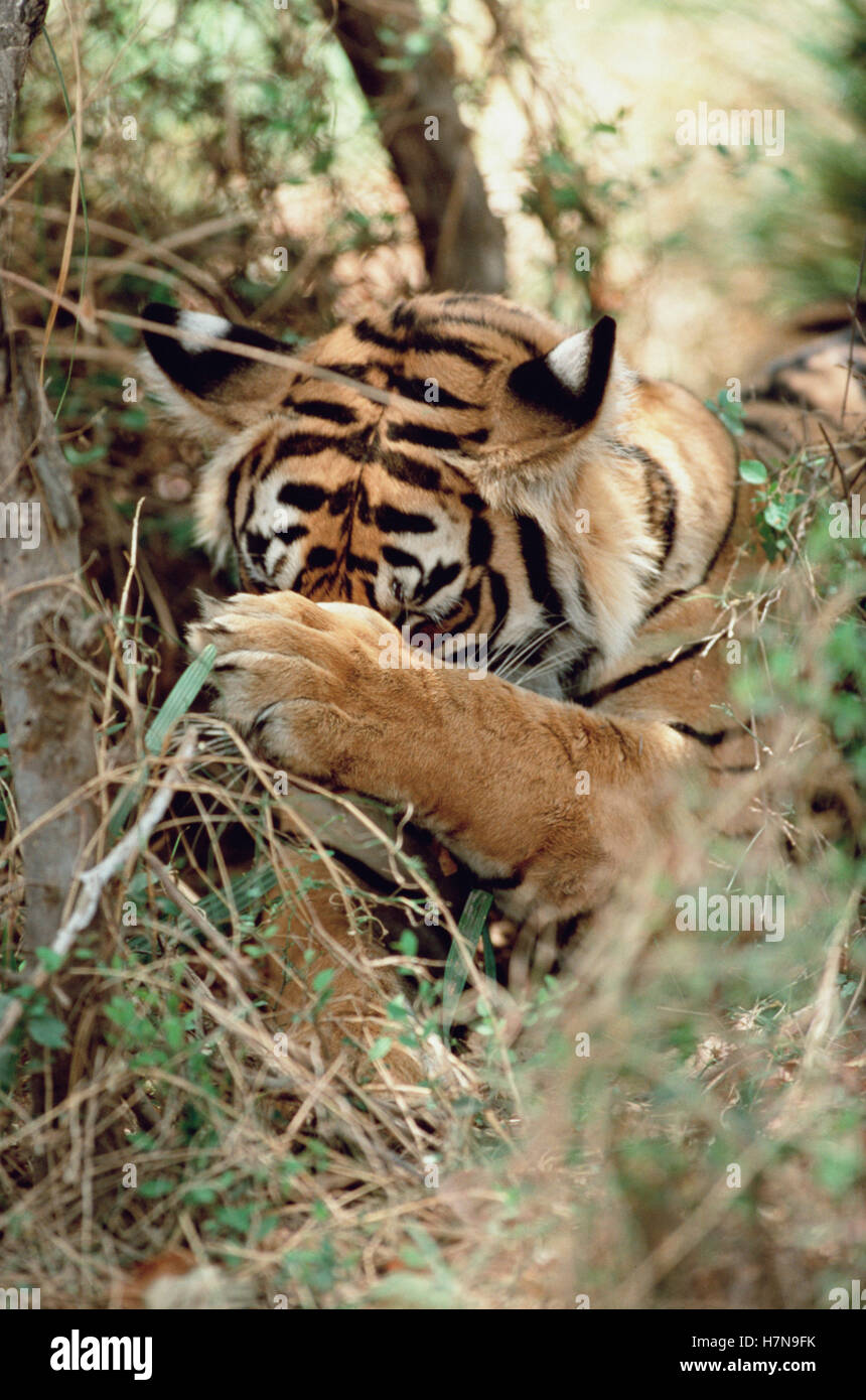 Bengal Tiger (Panthera tigris tigris) grooming while resting on forest ...