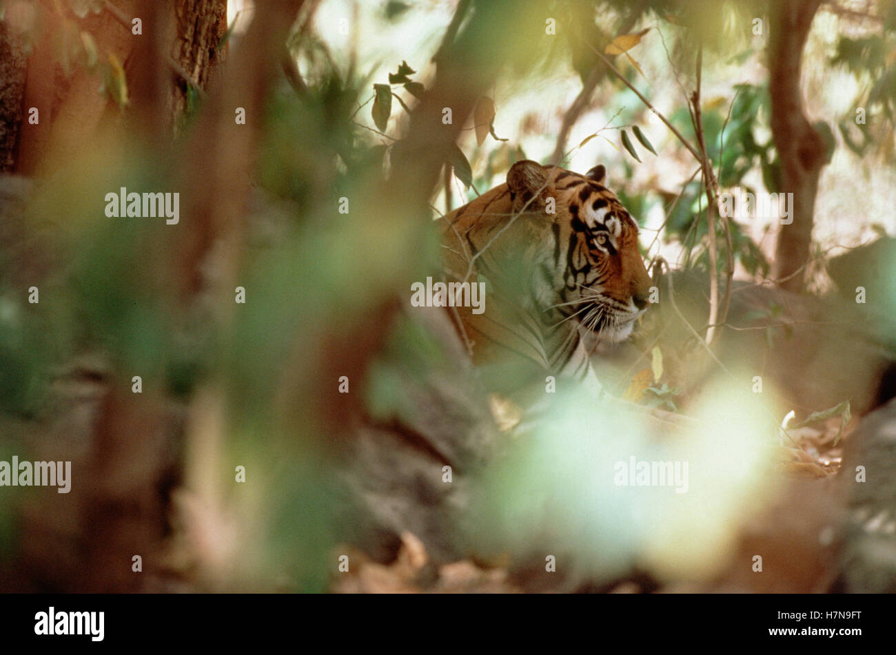 Bengal Tiger (Panthera tigris tigris) partially camouflaged in jungle ...