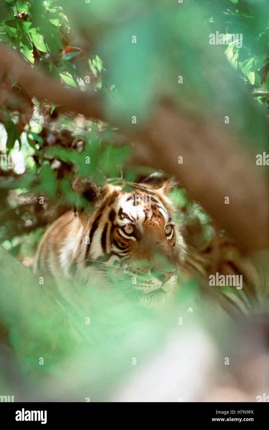 Bengal Tiger (Panthera tigris tigris) portrait in jungle, India Stock ...