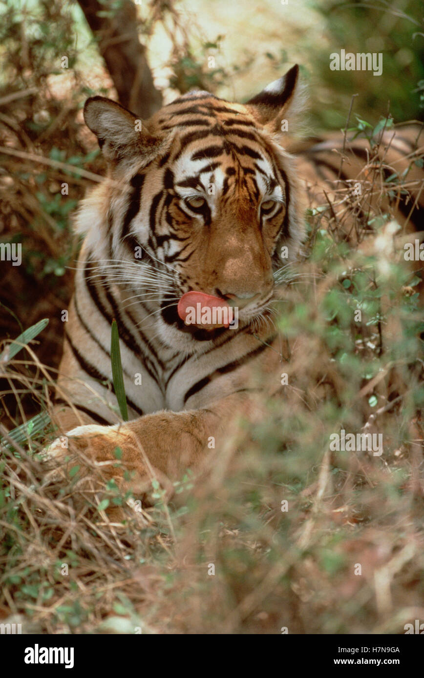 Bengal Tiger (Panthera tigris tigris) licking its lips, India Stock ...