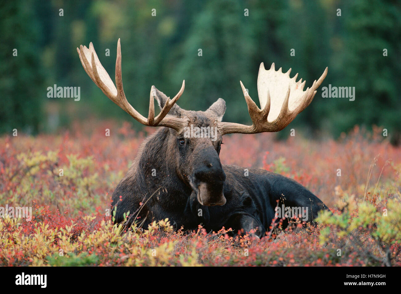 Alaska Moose (Alces alces gigas) adult male portrait, Alaska Stock ...