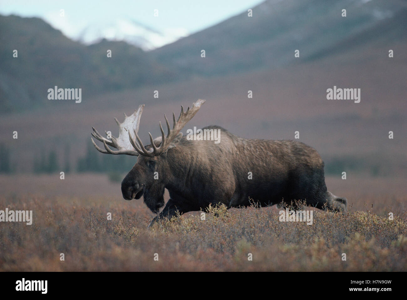 Alaska Moose (Alces alces gigas) adult male walking through tundra ...