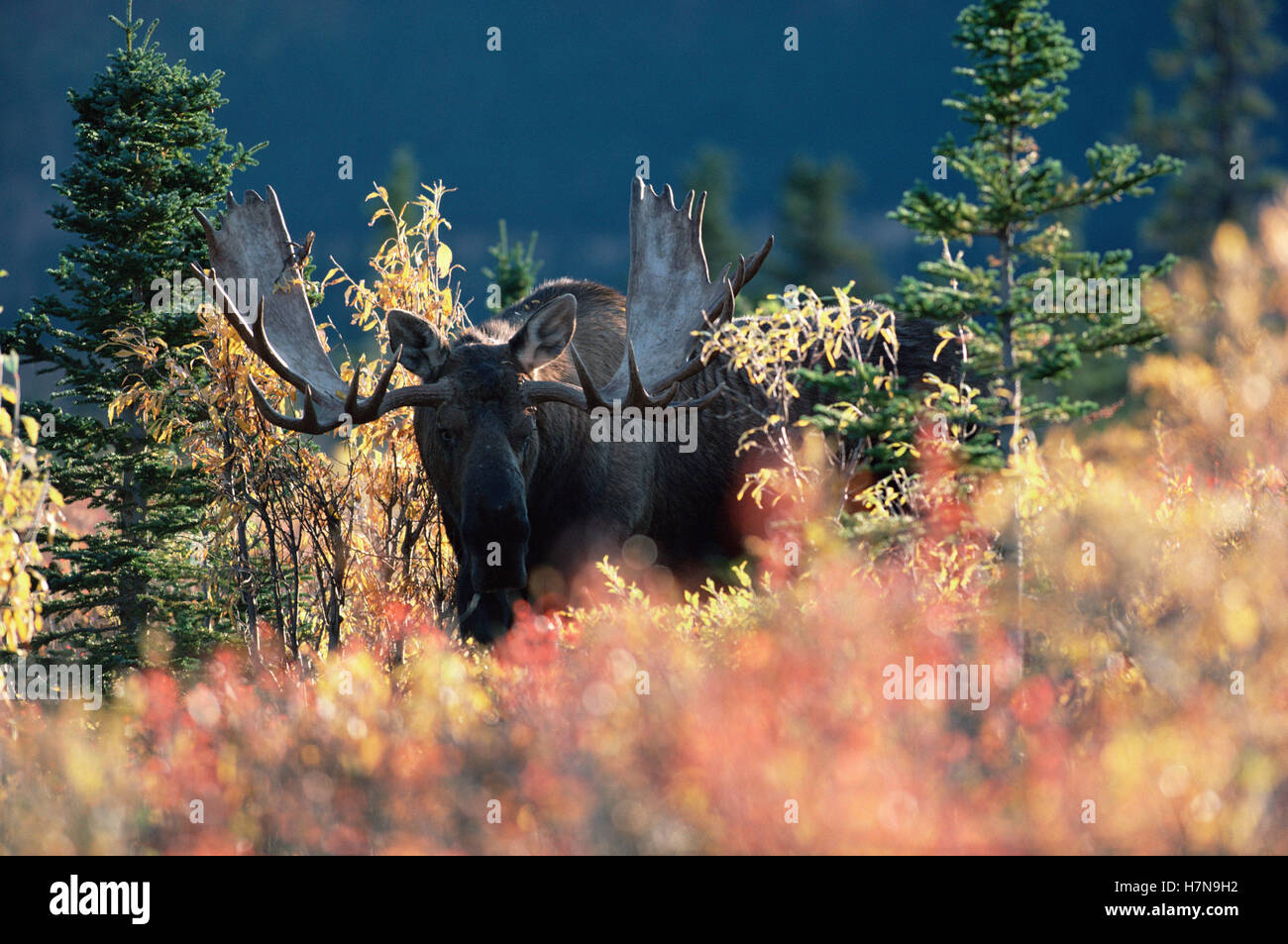 Alaska Moose (Alces alces gigas) male in autumn colored boreal forest ...