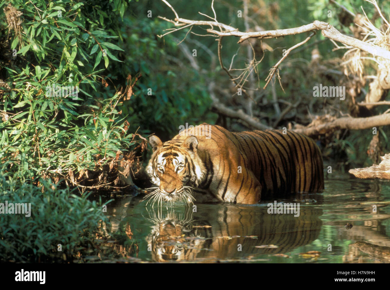 Bengal Tiger (Panthera tigris tigris) drinking in river, India Stock ...