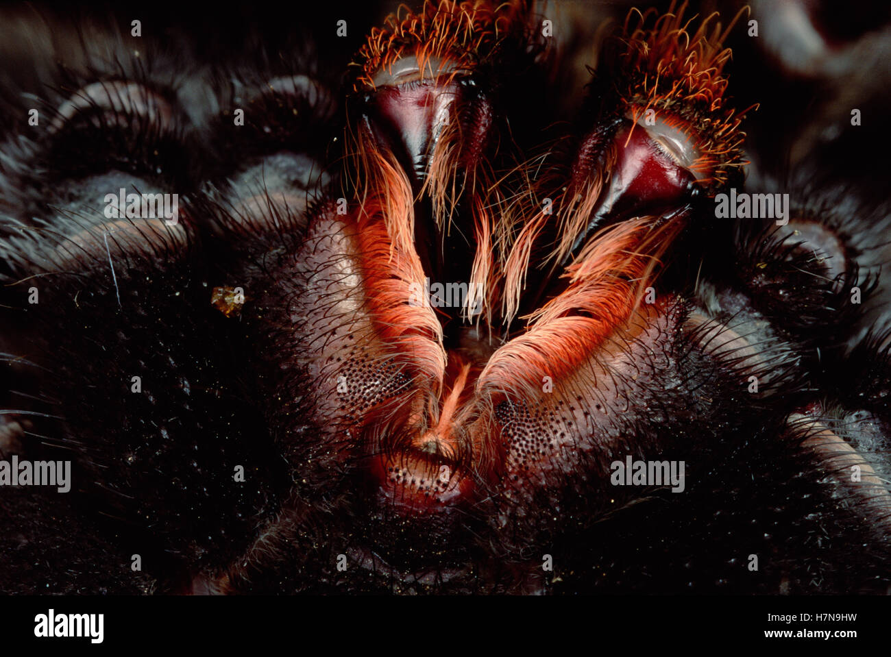 Tarantula (Theraphosidae) underside with retracted fangs can be seen at ...