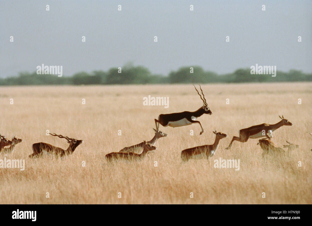 Blackbuck (Antilope cervicapra) herd running and jumping, India Stock ...