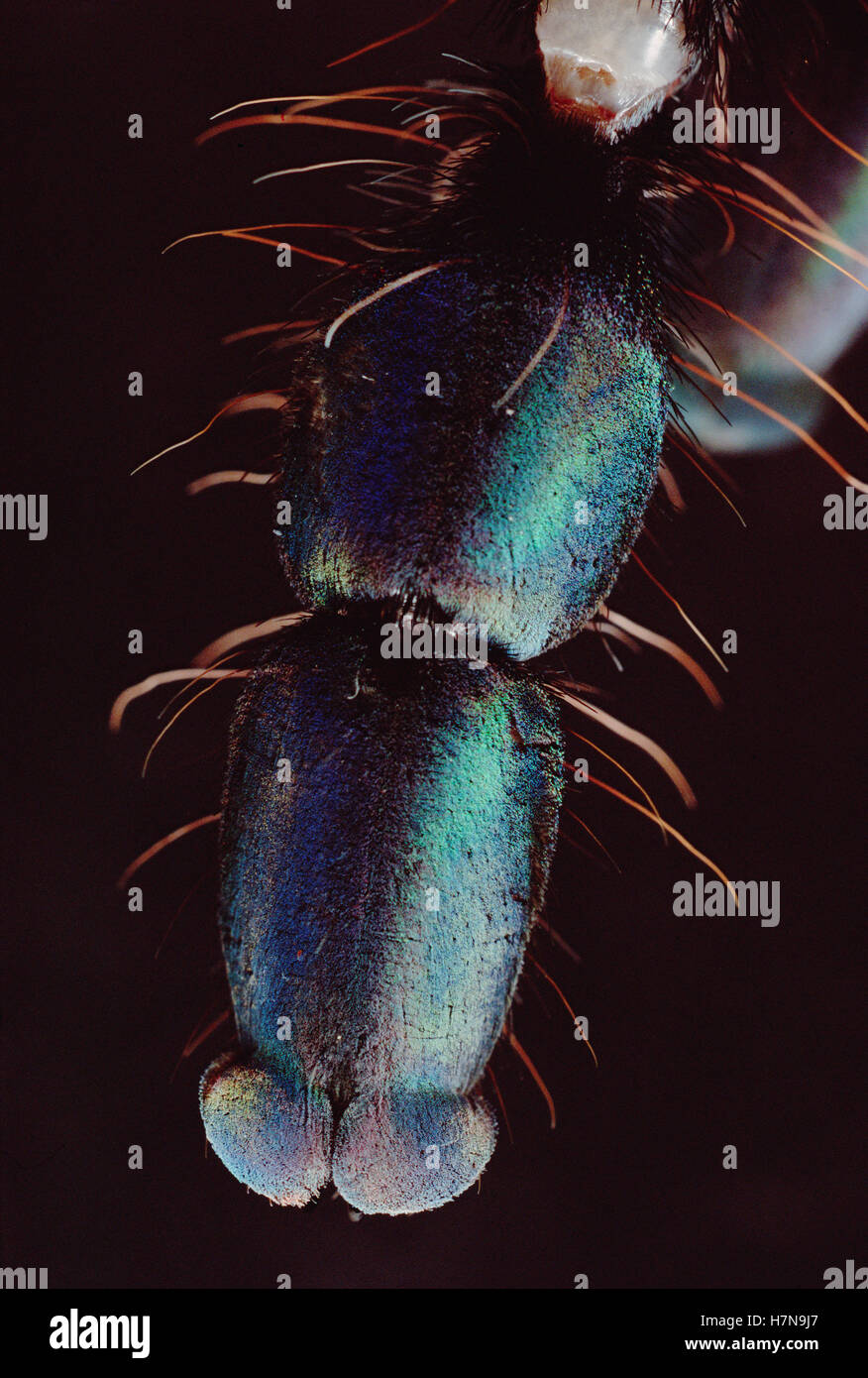 Peruvian Pinktoe Tarantula (Avicularia urticans) tarsal pads help ...