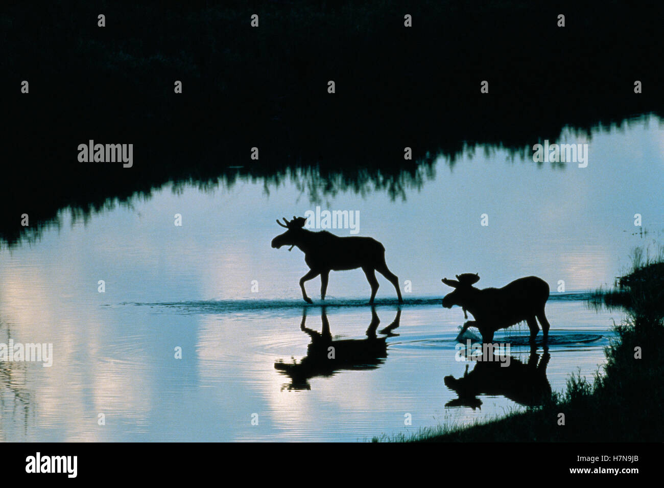 Moose (Alces alces) pair in lake, North America Stock Photo - Alamy